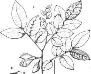 40 Gambar Sketsa Bunga Untuk Mewarnai Anak TK dan SD